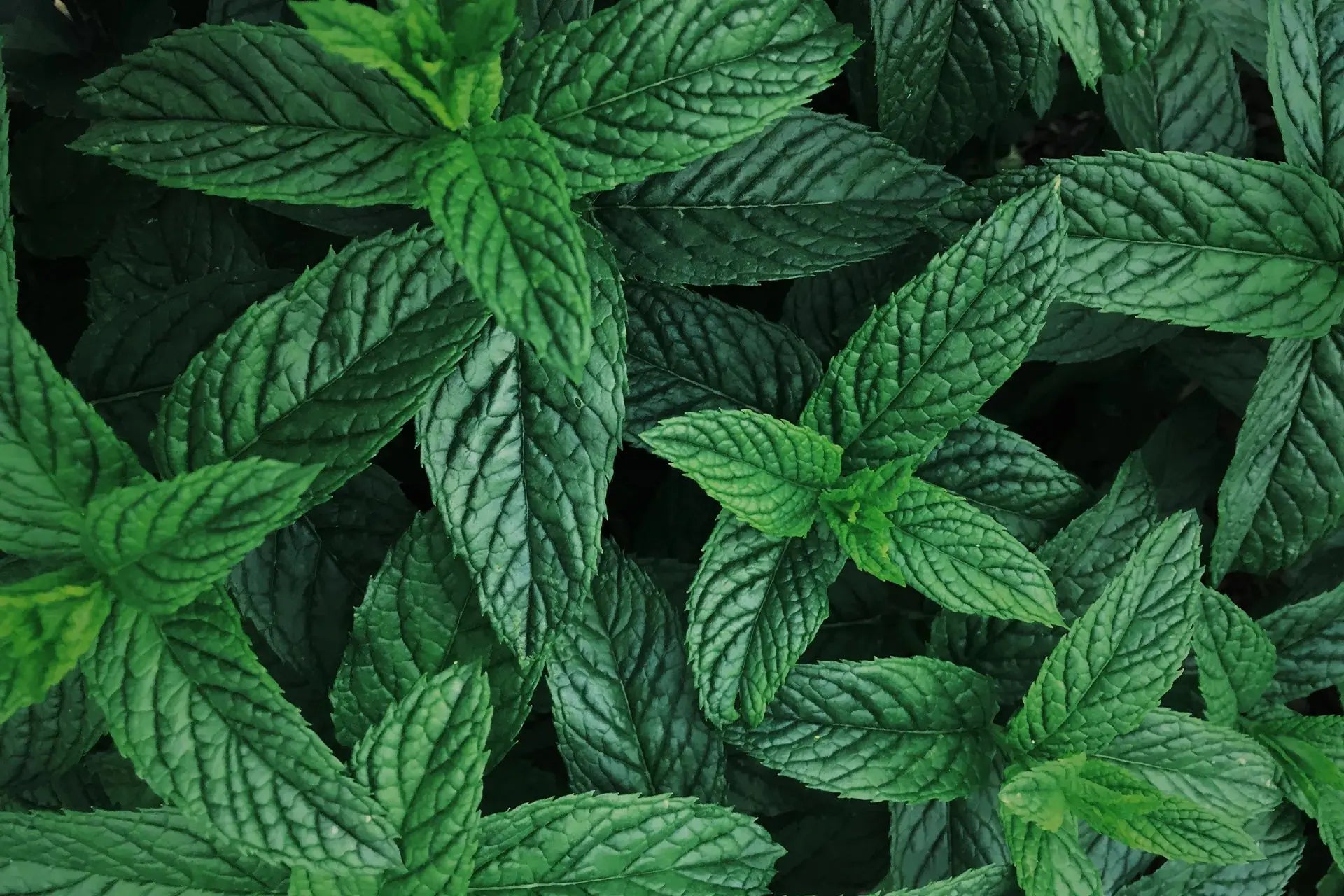 Minzöl – Entdecke eine Welt voller Entspannung